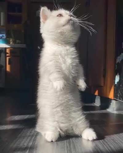 Cat Standing Up Meme