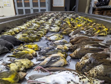 Us Bird Deaths By Building Collision Underreported By Hundreds Of