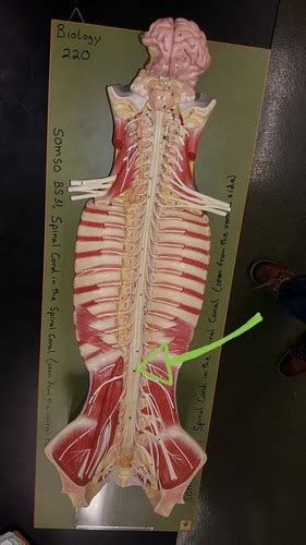 Spinal Cord Lab Exam 2 Flashcards Quizlet