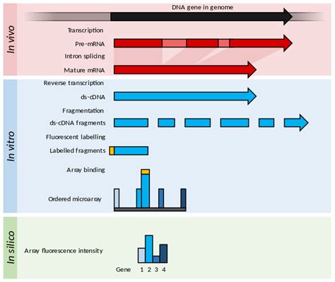 Difference Between Rna Seq And Microarray Pediaa Com