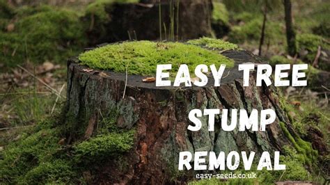 Easy Ways To Remove Tree Stumps Short Video YouTube