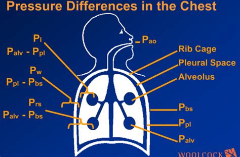 Normal Lung Function 61 Flashcards Quizlet