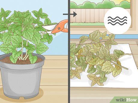 How To Grow Catnip 11 Steps With Pictures WikiHow