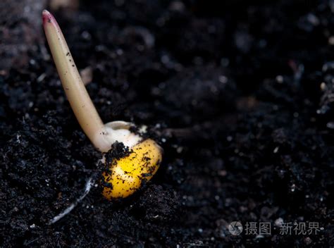 玉米种子萌发照片 正版商用图片1i78ii 摄图新视界