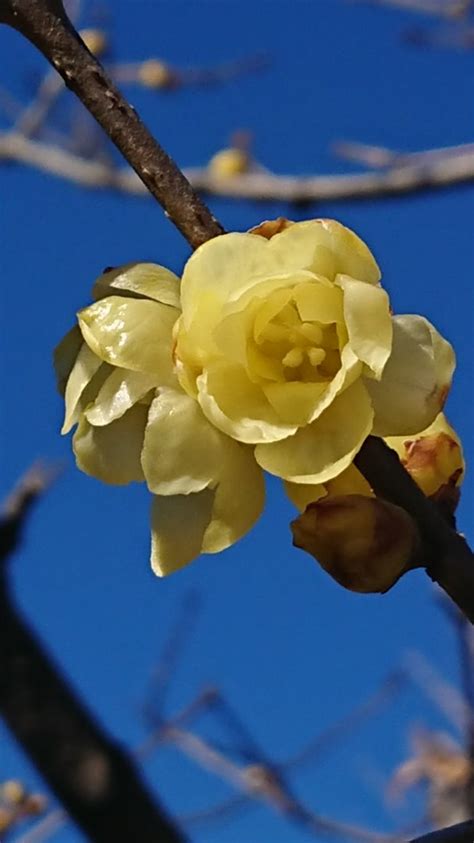ロウバイ蝋梅季節の花と花言葉 kensan 0427さんのﾌﾞﾛｸﾞ