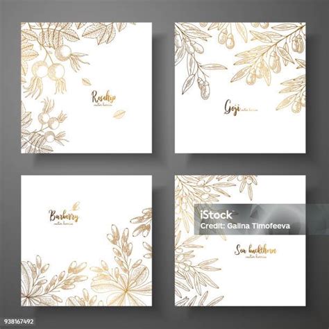딸기 사각 골드 카드의 컬렉션입니다 벡터와 로즈 힙 구 기 매 발톱 나무 바다 갈 매 나무속 빈티지 프레임 라벨 포스터 포장 디자인 포장 용지 메뉴에 아주 좋아 금박 금속에