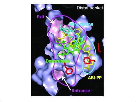 Differences In The Binding Patterns Of Drug Efflux Pump To Inhibitor