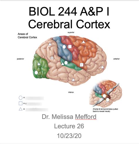 Lec 26 Cerebral Cortex Diagram Quizlet