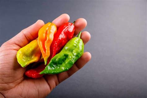 Ghost Peppers How To Plant Grow And Enjoy These Super Spicy Veggies Minneopa Orchards