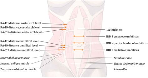 Umbilicus Anatomy