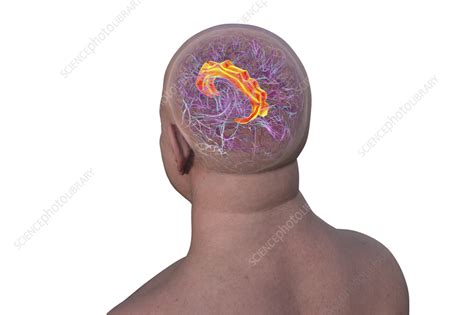 Cingulate Gyrus Illustration Stock Image F043 7482 Science Photo