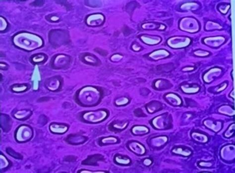 Histology Clicker Questions Flashcards Quizlet