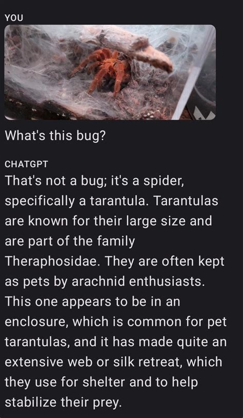 I Asked Chatgpt To Identify A Bunch Of Bugs And Was Not Disappointed With The Results R Chatgpt