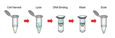 Plasmid Dna Isolation