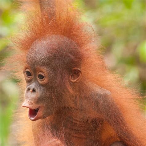 Funny Pictures Of Orangutans