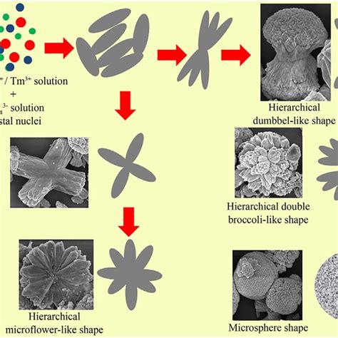 Illustrative Scheme Of Particle Growth And Formation Of Different