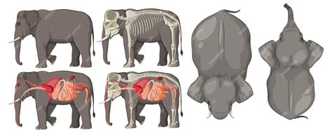 Premium Vector Elephant Anatomy And Structure Illustration