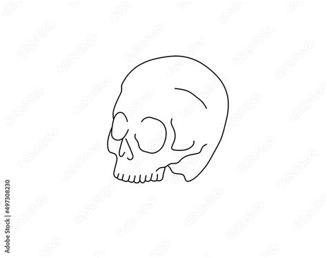 Vector Isolated Skull Without A Lower Jaw Colorless Black And White