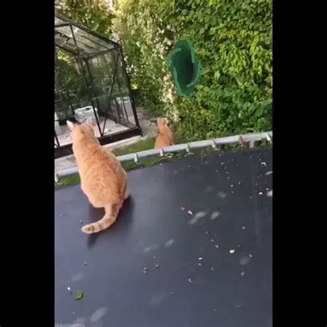 Cat Dimension Scrolller