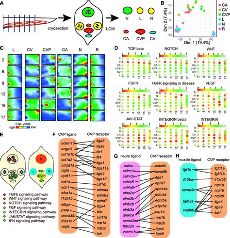 Spatial Transcriptome For Zebrafish Caudal Tissue A Workflow Of Download Scientific Diagram