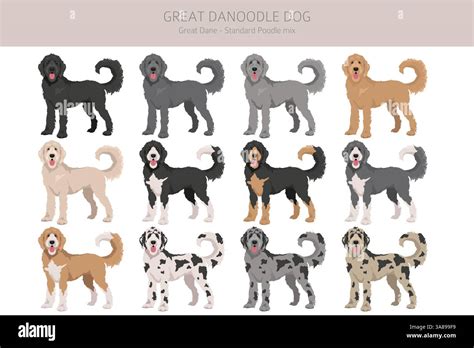 Great Danoodle Clipart Great Dane Poodle Mix Different Coat Colors