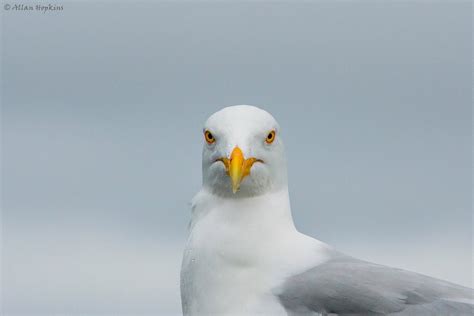 Glaucous Gull Audubon Field Guide