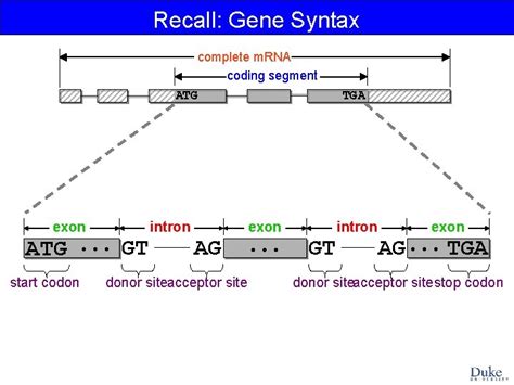 Generalized Hidden Markov Models For Eukaryotic Gene Prediction