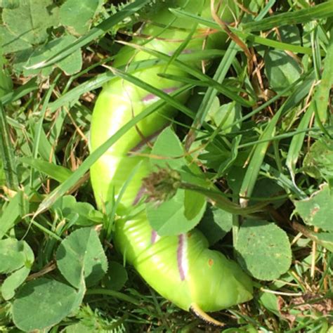 Kathrin Vouk Fachhochschule Kärnten Spittal An Der Drau Faculty Of Health Sciences And