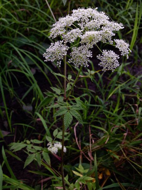 Identifying Hemlock