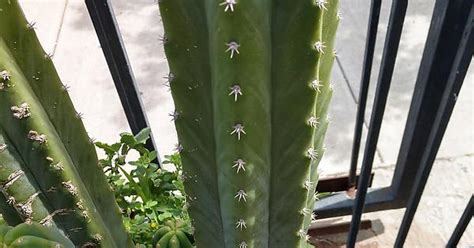 I Would Like To Know These Cacti On A First Name Basis Can Someone Introduce Me Album On Imgur