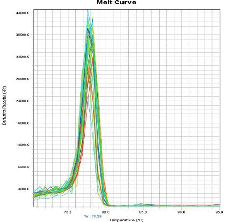 Melting Curve Of 18s Rrna Gene Synthesized In Vitro Download