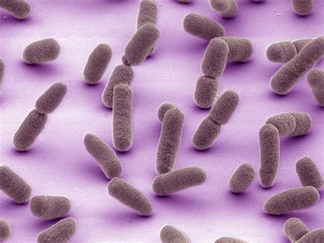 Snipr Biome Engineers Crispr Cas Armed Phages Targeting E Coli Bioworld
