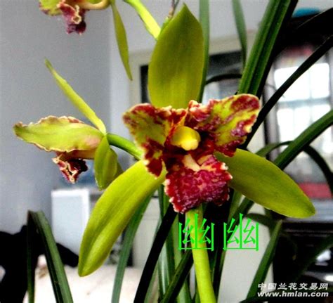 蕙兰十大奇花 蕙兰奇花之首 最贵的蕙兰红素 第10页 大山谷图库