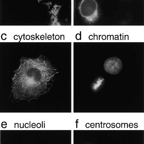 Examples Of Fluorescence Patterns Generated By Expression Of Individual Download Scientific