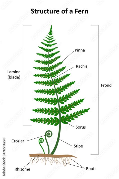 Structure Of A Fern Diagram Stock Illustration Adobe Stock