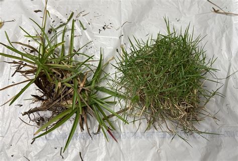 Centipede Grass Identification What Does Centipede Grass Look Like