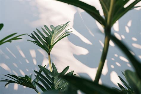 흰색 벽에 그림자 몬스터 델리코사 잎녹색 필로엔드론 자나두 또는 필로엔드론 윈터본 잎 0명에 대한 스톡 사진 및 기타 이미지 0명 곡선 그늘 Istock