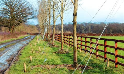 Tree Anchoring Support Systems Installed Viva Trees