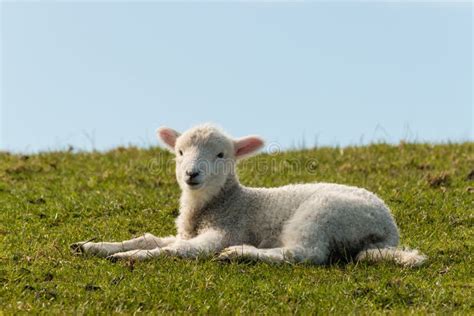 Lamb Lying On Grass Stock Image Image Of Friesian Grazing 11016953