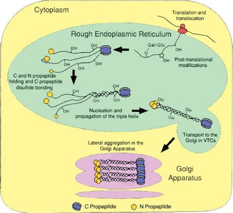 Polypeptide Chain Formation At Lucile Hart Blog
