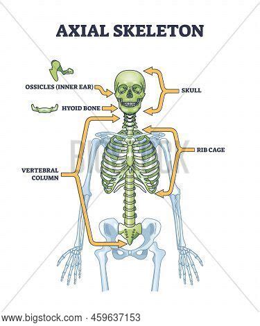 Axial Skeleton Parts Vector And Photo Free Trial Bigstock