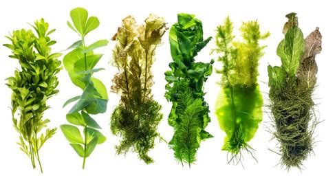 A Vibrant Selection Of Seaweed Varieties Showcasing Diverse Textures