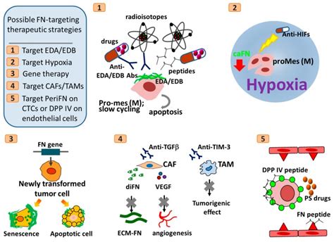 Fibronectin In Cancer Friend Or Foe Pmc