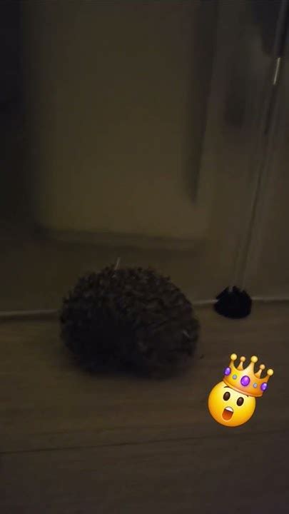 밤송이🌰 Youtube