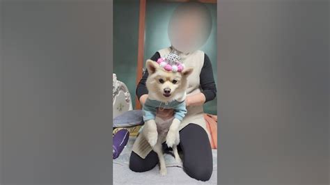 품위있게 박수치는 강아지🐶 Youtube