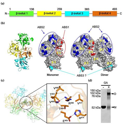 Two Major Actin Binding Sites Of Fascin A Schematic Diagram Of Human Download Scientific