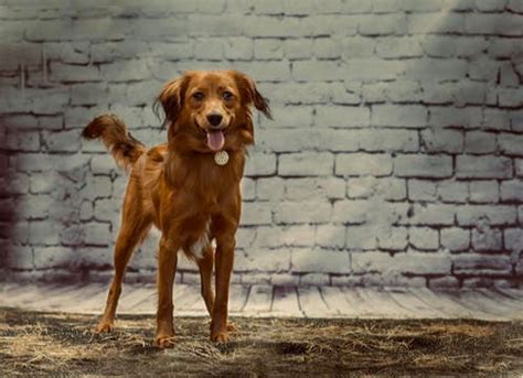 ≥ Kooiker X Markiesje Dekreu — Honden Dekreuen — Marktplaats