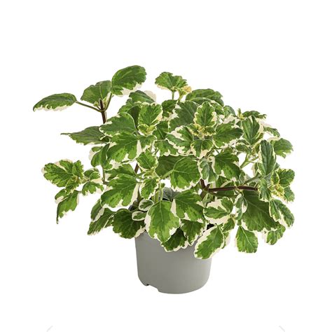 Planta De Incienso