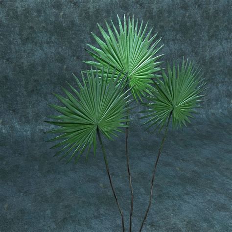 열대 식물 3 종 12 종 세트 3d 모델 27 Unknown 3ds Fbx Obj Stl Max Free3d