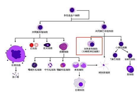 Nk细胞全面解读:发育过程、受体特性、解决方案、功能、实际应用 哔哩哔哩 Nk细胞全面解读:发育过程、受体特性、解决方案、功能、实际应用 哔哩哔哩